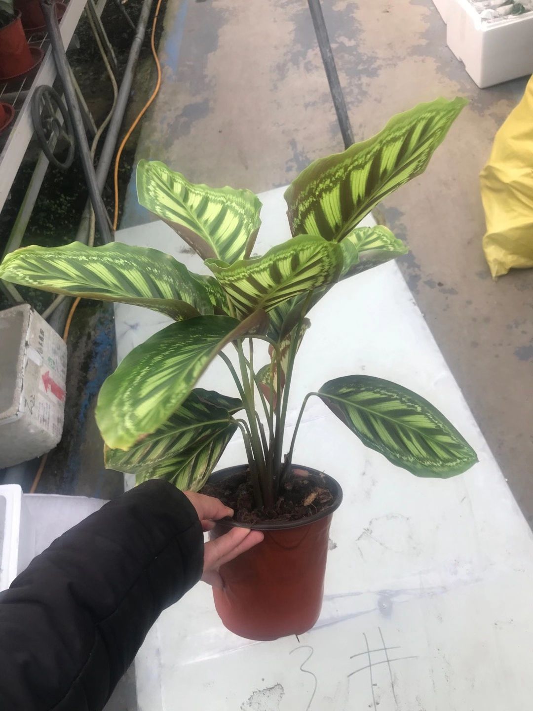 CalatheaMoonlight - Xiamen Friendship Bridge Co.,ltd a professional ...