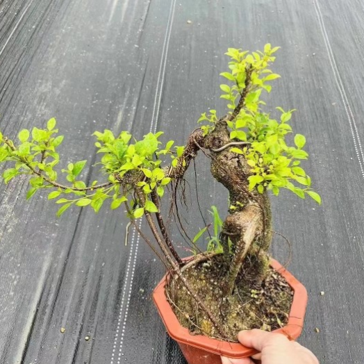 Ficus formosana - professional live plants supplier, natural plants ...