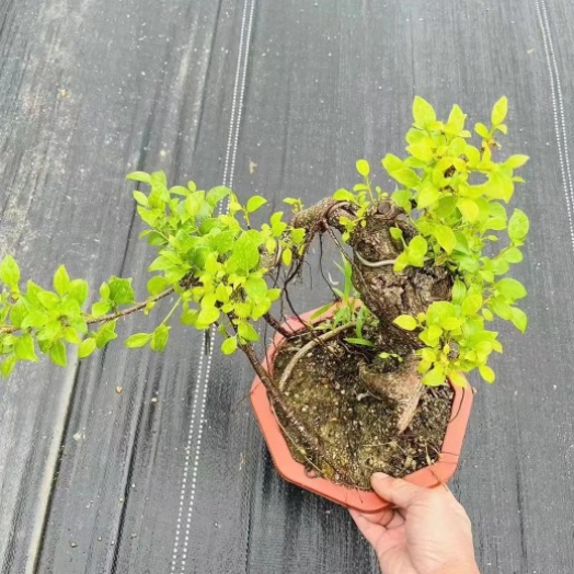 Ficus formosana - professional live plants supplier, natural plants ...